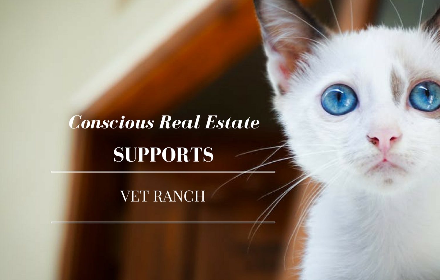 Conscious Real Estate Supports Vet Ranch (And Kittens!!!) | Conscious ...
